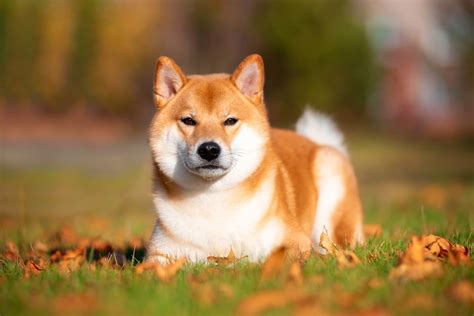 Shiba Inu características personalidade curiosidades e preço