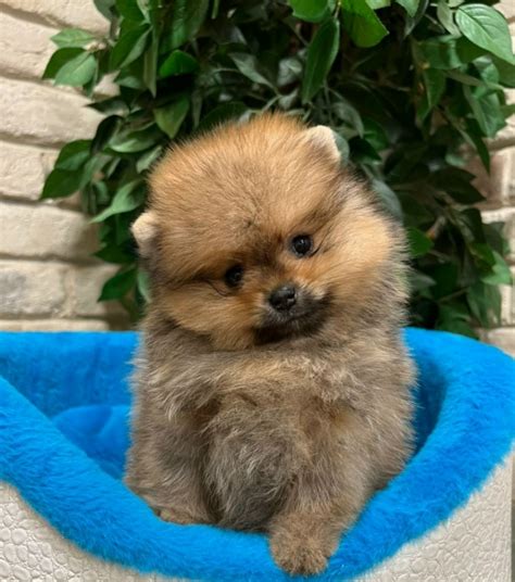 Продаются щенки 2 5 мес ПОМЕРАНСКОГО ШПИЦА в наличии мальчики и девочки окрасов белый рыжий крем