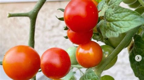 Tiny Tim Tomato Plant Care All You Need To Know