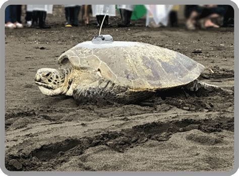 Sheldon Sea Turtle Conservancy