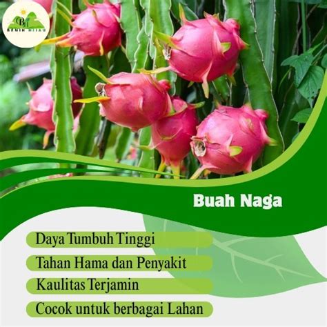 Jual Benih Buah Naga Merah Fruit Dragon Benih Biji Buah Naga 5 Biji