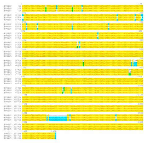 Dna Sequence Alignment Of Three Variants Of Ppo1 Gene Isolated From T