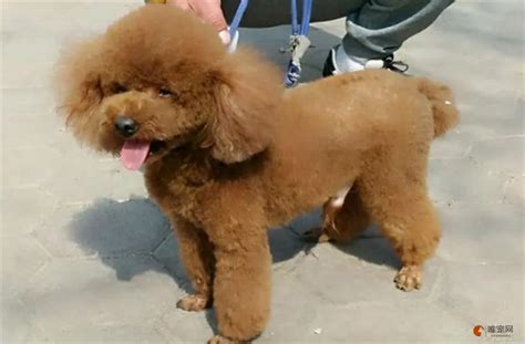 泰迪纯种和不纯有什么区别 怎么辨认是不是纯种 唯宠网