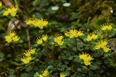 この花に逢いたくて キバナハナネコノメ himekyonの部屋 楽天ブログ