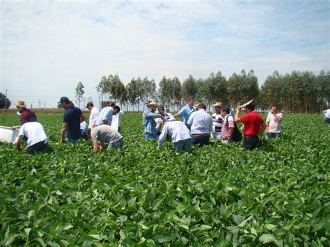 Solução Para Controlar Pragas é O Manejo Integrado Da Paisagem Agrícola