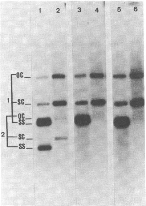 Figure 1 From Molecular Characterisation Of Subgenomic Single Stranded And Double Stranded Dna