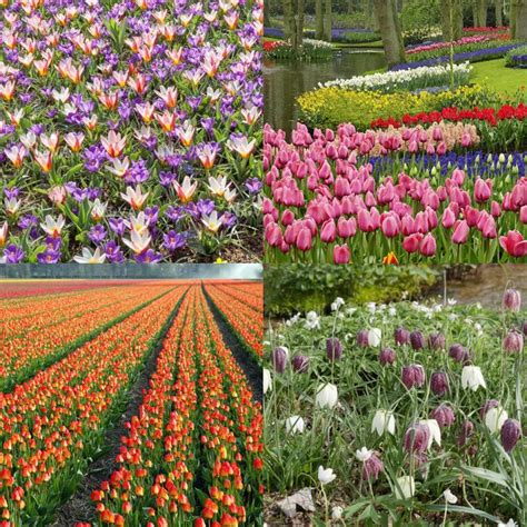 Spring Bulbs Bulk Buy Garden Plant