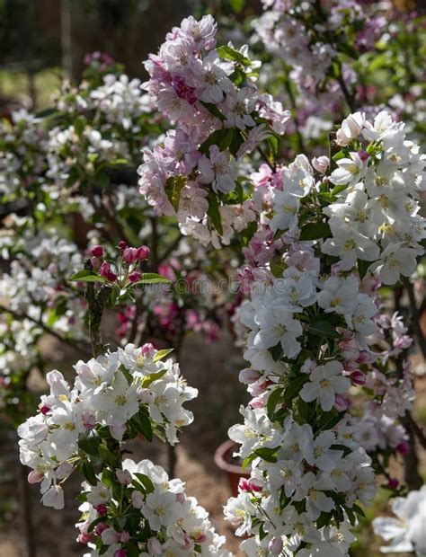 Malus Is A Genus Of Many Species Of Small Deciduous Trees Or Shrubs In