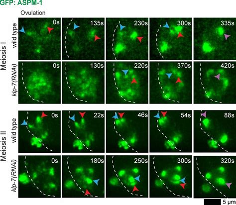 Meiotic Spindle Pole Coalescence In Wild Type And Klp 7− Oocytes