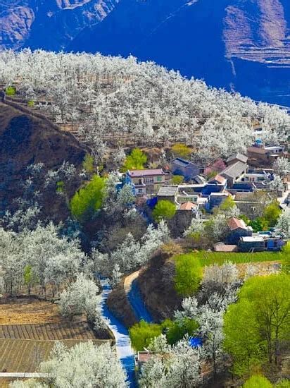 春日限定去看惊艳整个川西的金川梨花