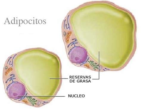 Trabajo Final Apoptosis En Adipocitos Leptina Regulación Energética