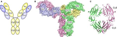 Overall Igg Architecture A Schematic Of An Igg Antibody Figure