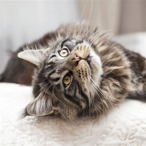 Why Are Maine Coons So Big 11 Surprising Facts