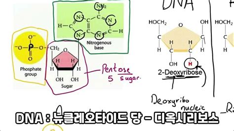 생명체의 구성물질 핵산 Dna와 Rna의 구조와 특성 Youtube