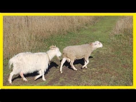 What Is The Difference Between Goat And Sheep YouTube