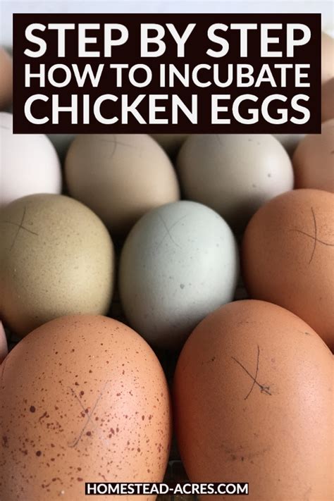 How To Incubate Chicken Eggs Step By Step Homestead Acres