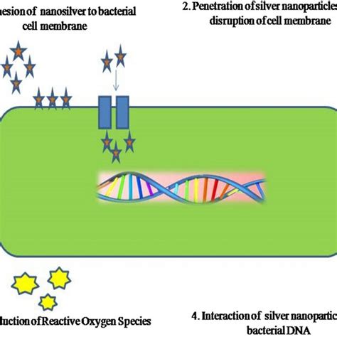 Methods Of Silver Nanoparticles Synthesis Download Scientific Diagram