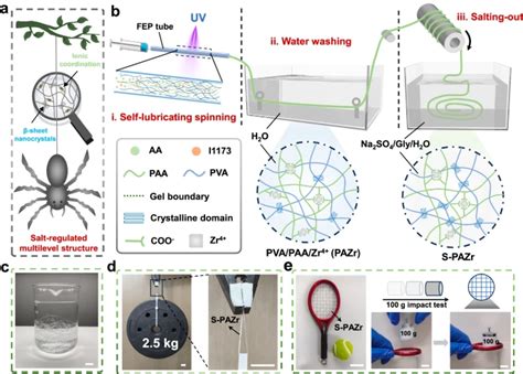 Spider Silk Inspired Strong And Tough Hydrogel Fibers With Anti