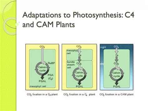 Ppt Adaptations To Photosynthesis C4 And Cam Plants Powerpoint