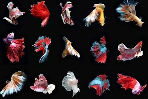 Cuáles Son Las Diferentes Variedades De Colores Y Formas De Los Bettas