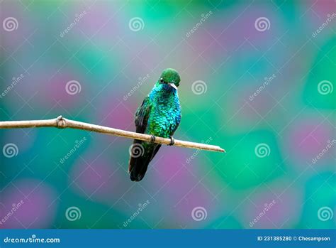 Fun Photograph Of Blue Chinned Sapphire With A Blue And Pink Background