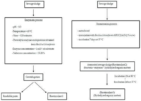 Scheme Of The Enzymatic Hydrolysis And Fermentation Process In Sewage Download Scientific