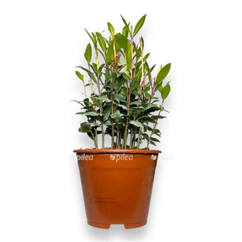 Лавровое дерево или Лавр Нобилис купить в Москве с доставкой в интернет магазине Pilea