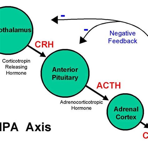 Hypersexual Disorder Linked To Overactive Stress System Neuroscience News