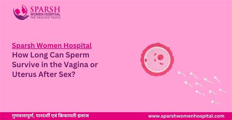 How Long Can Sperm Survive In The Vagina Or Uterus After Sex