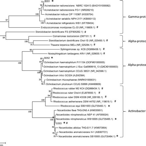 Phylogenetic Tree Demonstrating The Taxonomic Relationship Of Strains