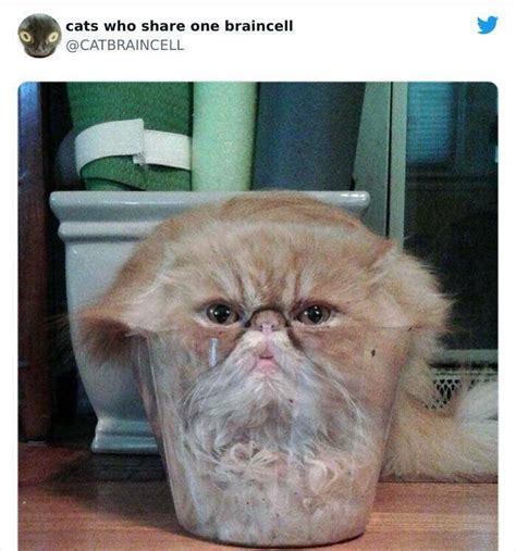 Cats Who Share One Brain Cell 48 Pics