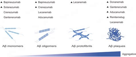Amyloid β Targeted Therapies For Alzheimers Disease Currently And In The Future