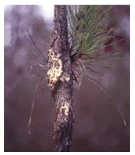 Managing Fusiform Rust On Loblolly And Slash Pine In Forest And