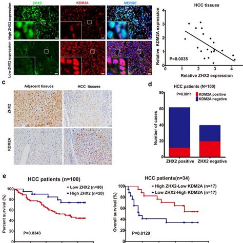 ZHX2 Causes A Dramatic Loss Of CSCs And Suppresses Gene Expression Of