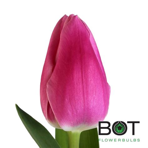 Irina – Bot Flowerbulbs