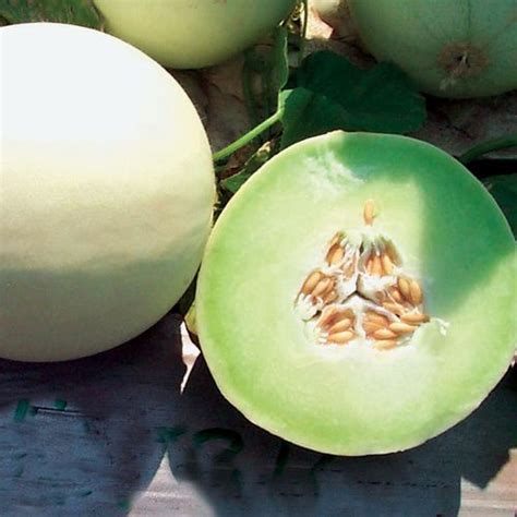 Snow Mass Melon Honeydew Seeds Seedsheirloom