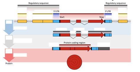 Gene Structure Diagram 1023 Diagram Quizlet
