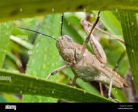 Grasshopper Straddling Two Long Leaves From Underneath Looks Imposing