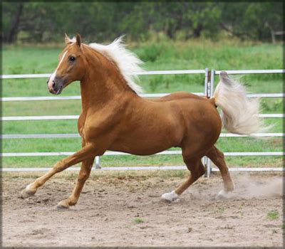 The Palomino Horse History And Photos Of The Golden Horse