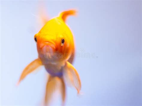 Grote Goudvis Stock Foto Image Of Goudvis Glas Huisdier 271785360