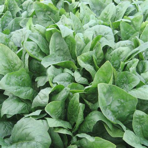Imperator F Cora Seeds Srl