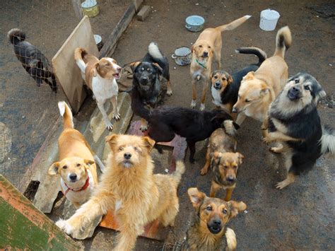 Albergue O Refugio De Animales Objetivo Funciones Y Cómo Apoyarlos
