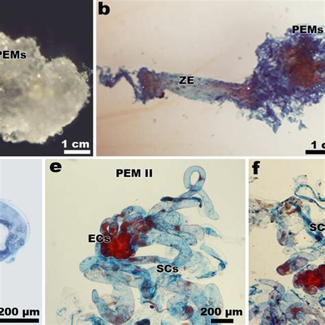 Light Microscopy And Morpho Cytochemical Analysis With Acetocarmine And