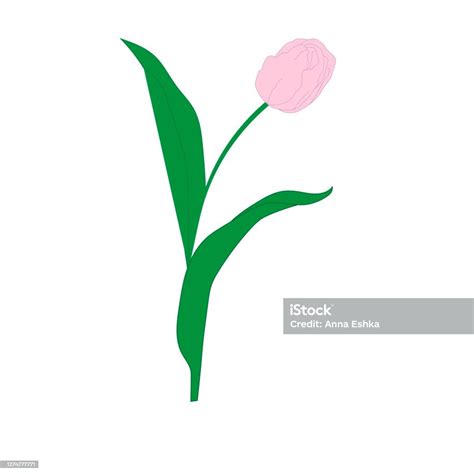 잎과 손으로 그린 꽃 튤립 흰색 배경에 고립 된 꽃 식물성 유기농 스프링 허브 낙서에서 카드와 라벨 책과 배너를 위한 것입니다