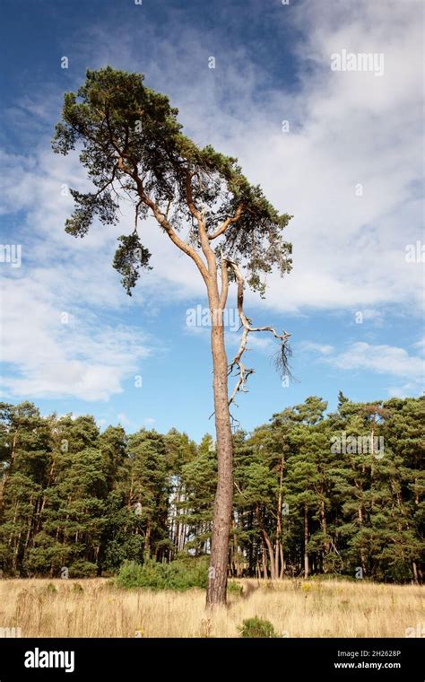 Single Tree In Front Of Woods With A Broken Branch Stock Photo Alamy