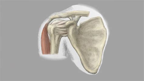 Why Does Rotator Cuff Surgery Work Or Fail