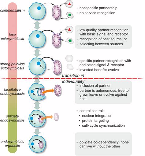 Endosymbiosis Hypothesis 1 The Hydrogen Hypothesis Of Martin And