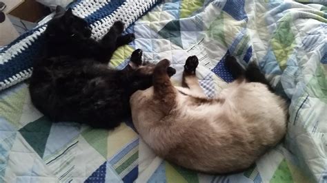 Dear Maga Fuck You Fuck You From Everyone Album On Imgur