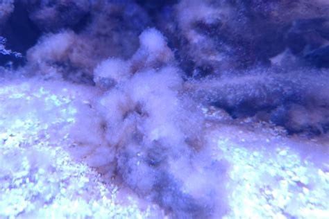 Am I Dealing With Chrysophytes Reef2reef