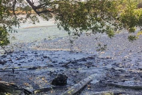 Ong Advirtió Que 70 Del Lago De Maracaibo Está Cubierto Por El Verdín